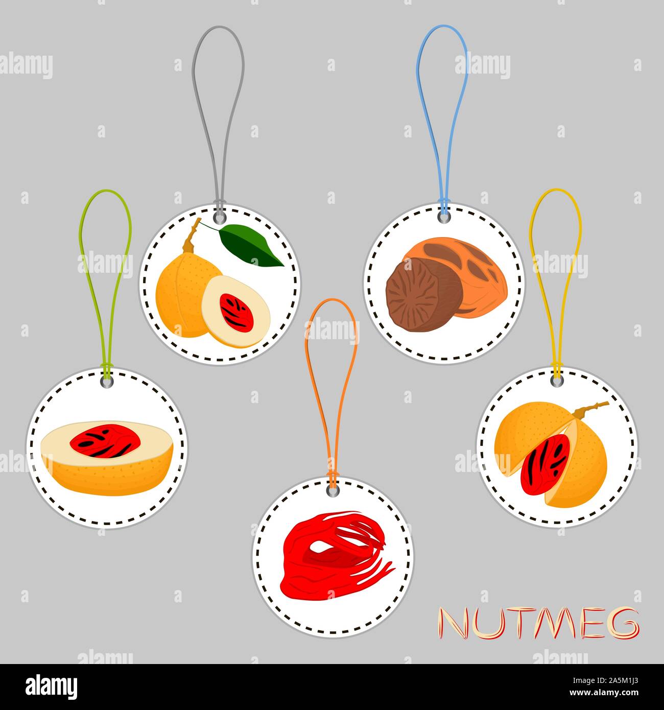 Illustration on theme big set different types spice nutmeg, nuts ...