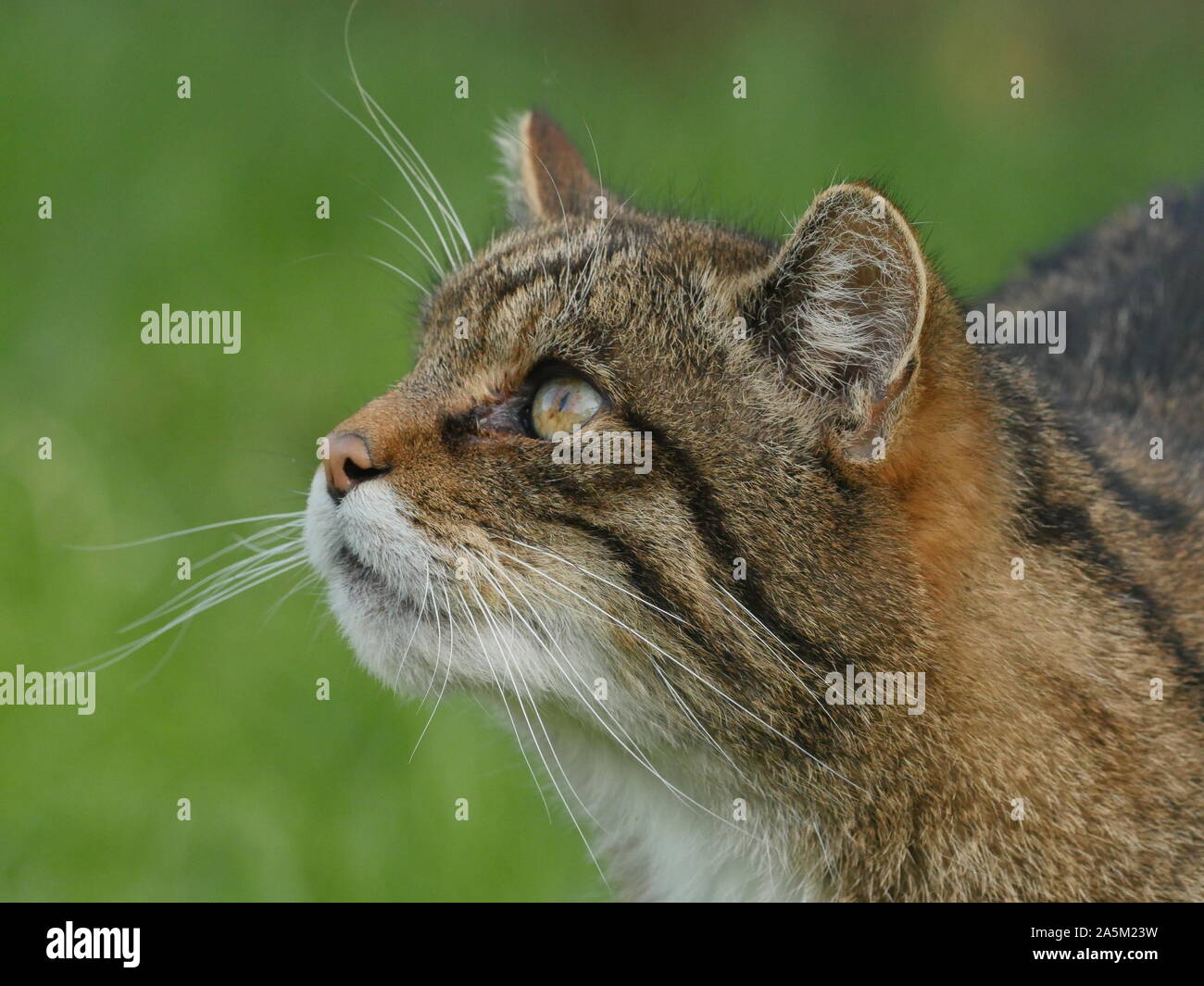 Scottish wildcat scotland hi-res stock photography and images - Alamy