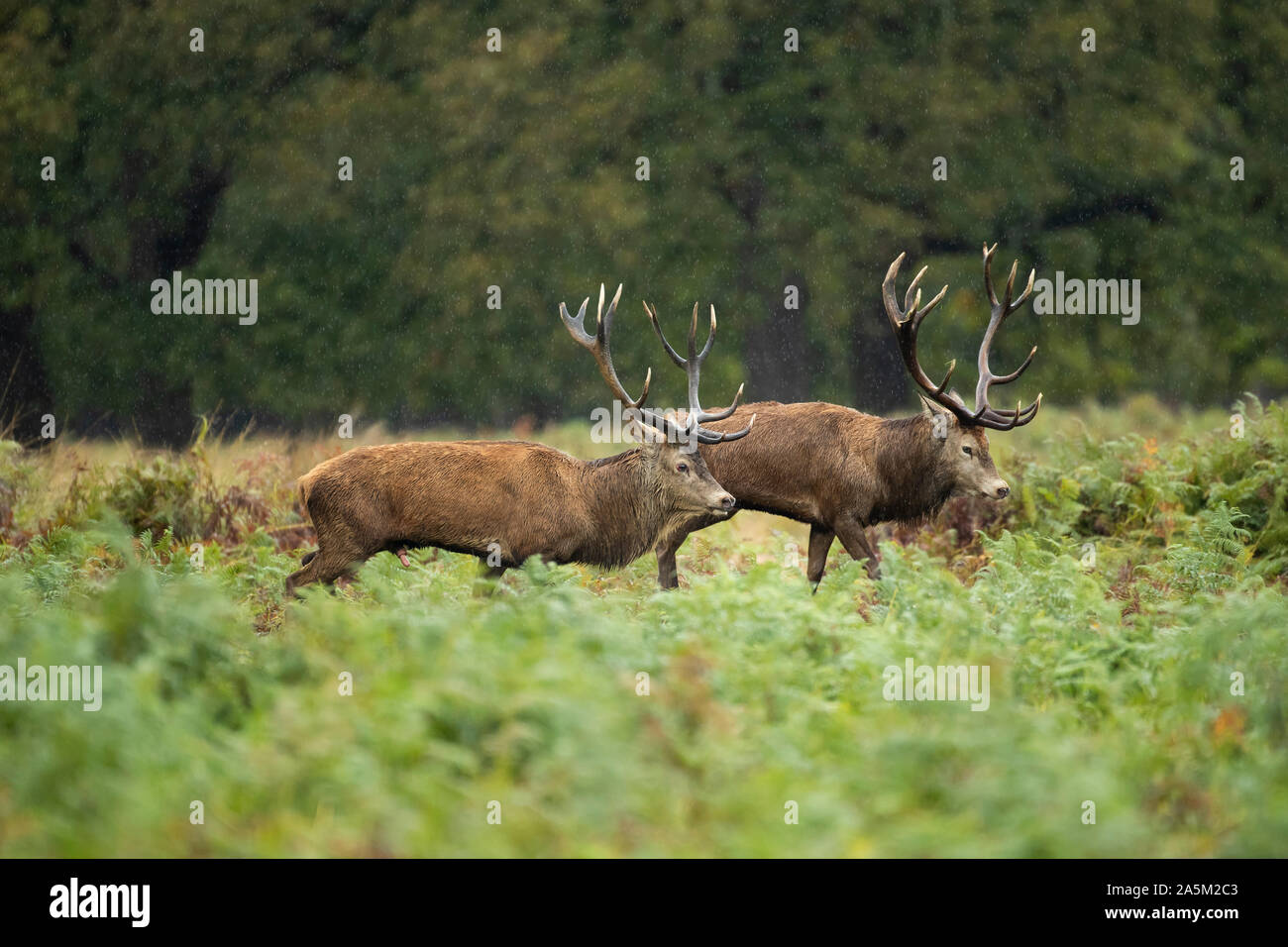 Breeding stags breeding mating hi-res stock photography and images - Alamy