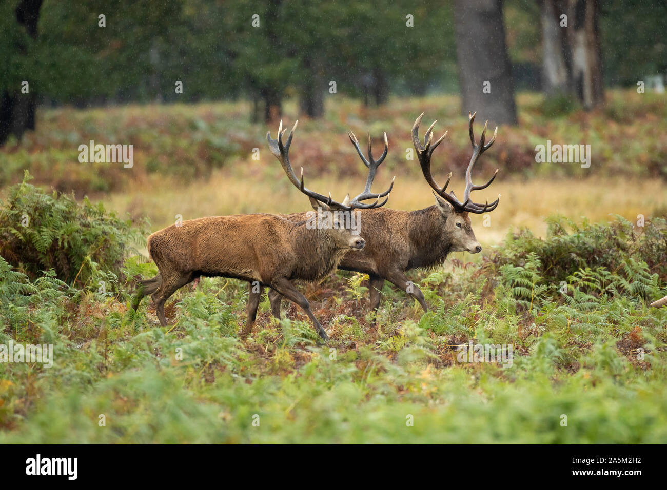 Breeding stags breeding mating hi-res stock photography and images - Alamy