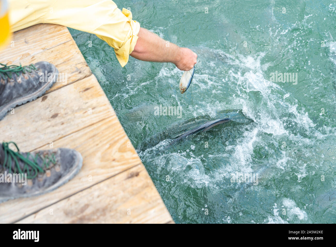 Feeding big fish by hand from pier Stock Photo - Alamy