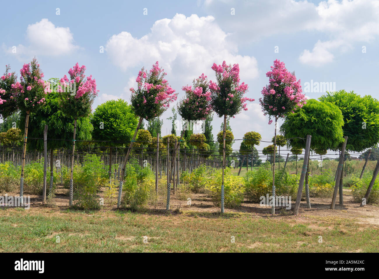 Rows of flowering seedlings of lagerstroemia and decorative trees in a ...