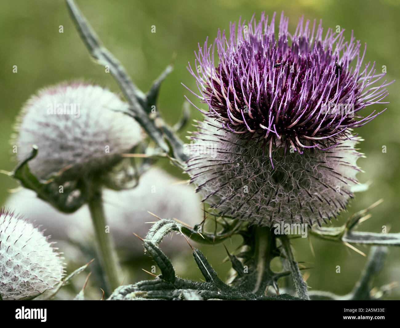 Flower closeups from bavarian (german) mountain flowers Stock Photo - Alamy