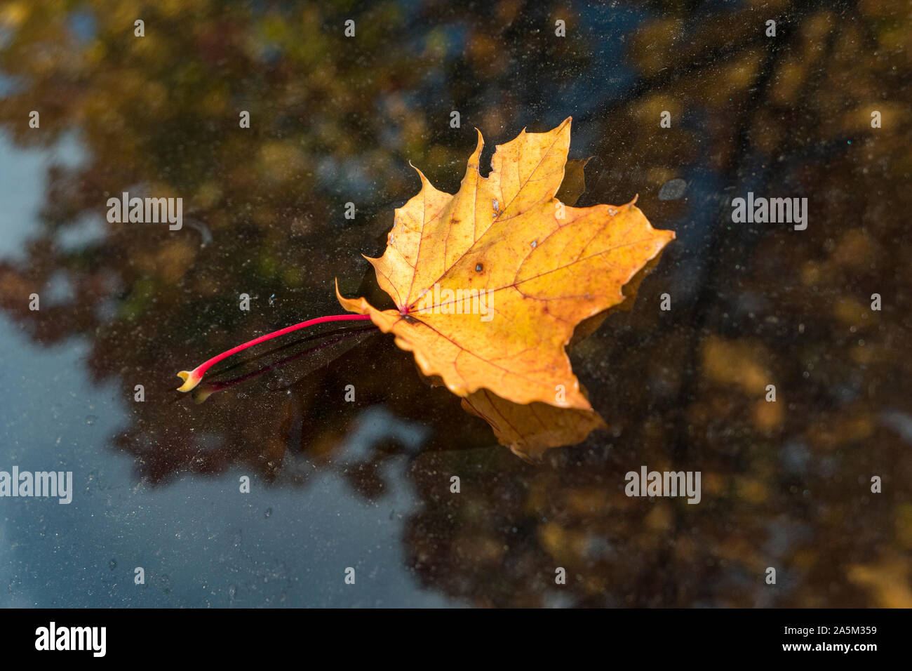 Autumn leaves on a car roof Stock Photo - Alamy