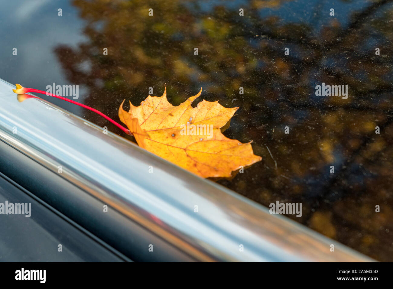 Autumn leaves on a car roof Stock Photo - Alamy