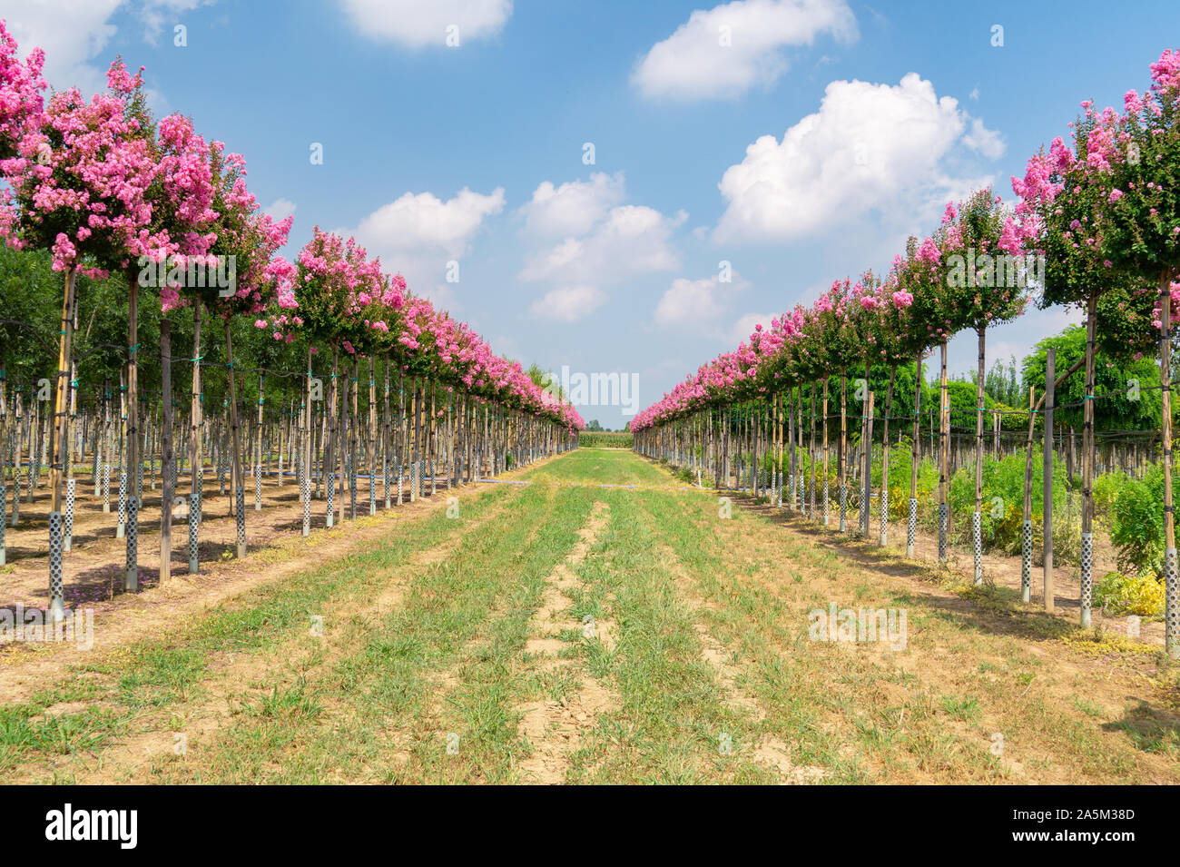 Rows of flowering seedlings of lagerstroemia in a nursery. Decorative ...