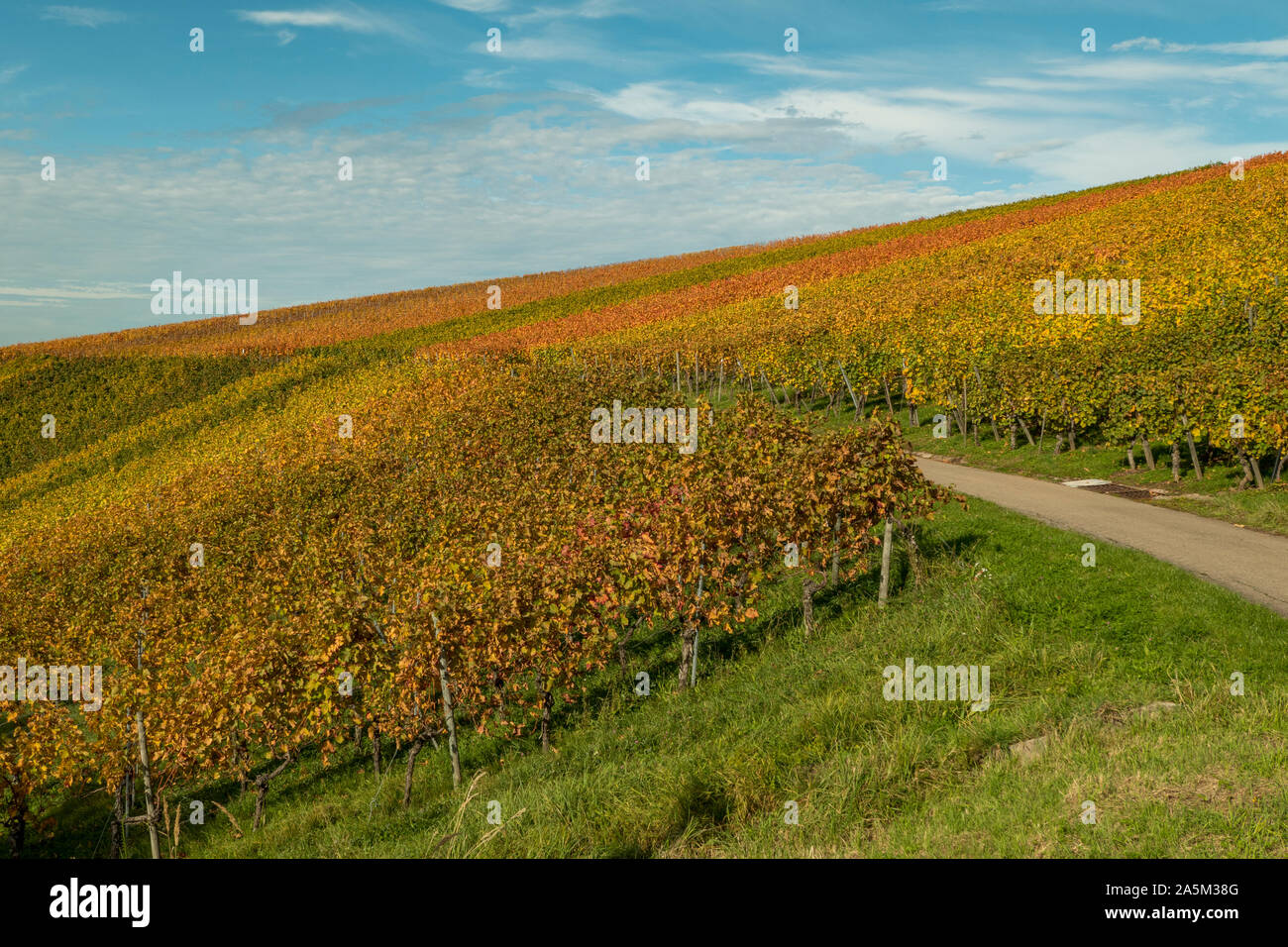autumn colors in the vine yard germany Stock Photo - Alamy