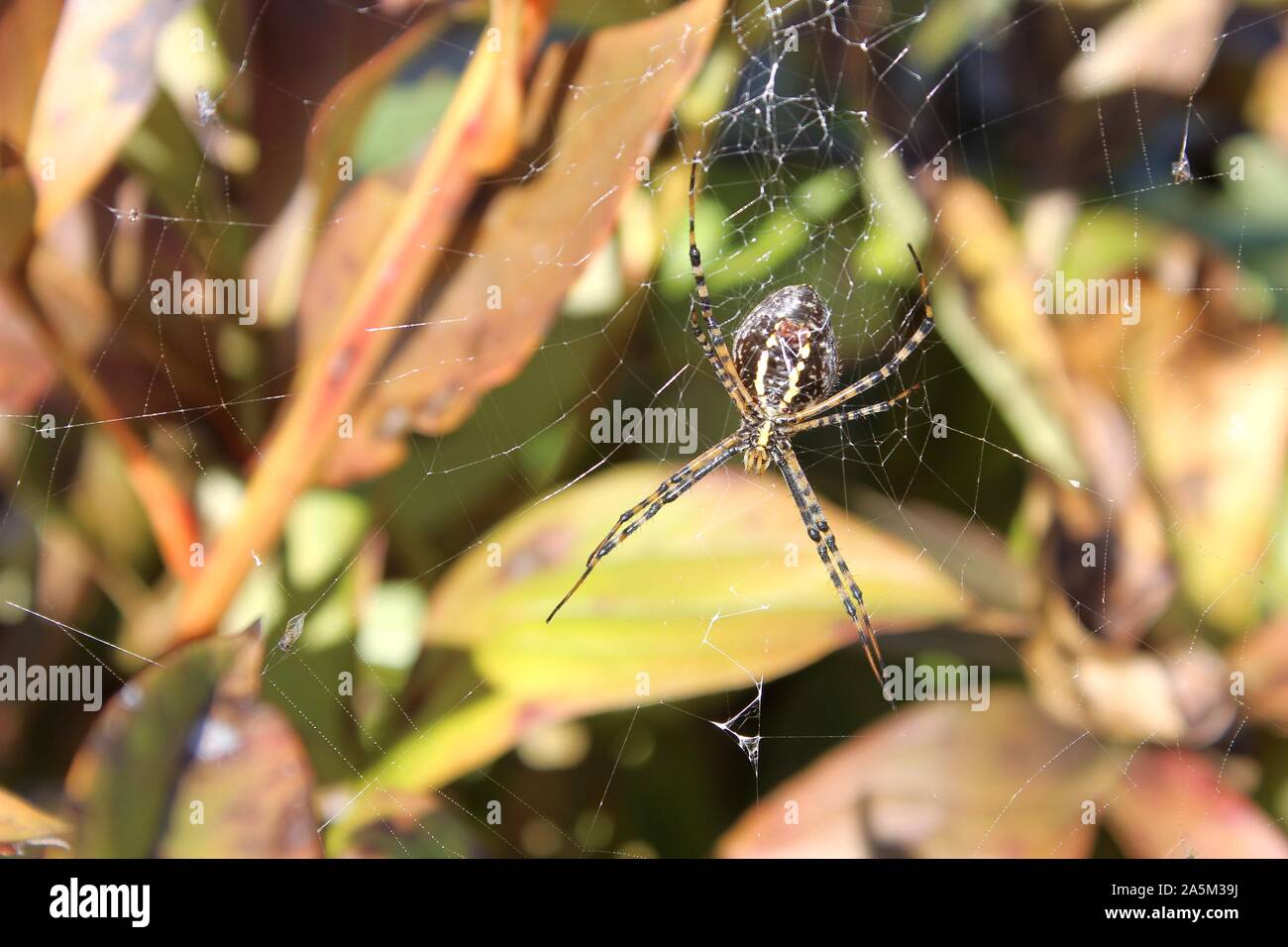 Banded orb weaver hi-res stock photography and images - Alamy