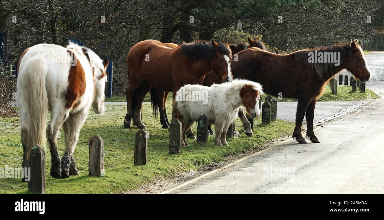 New Forest Ponies Stock Photo - Alamy