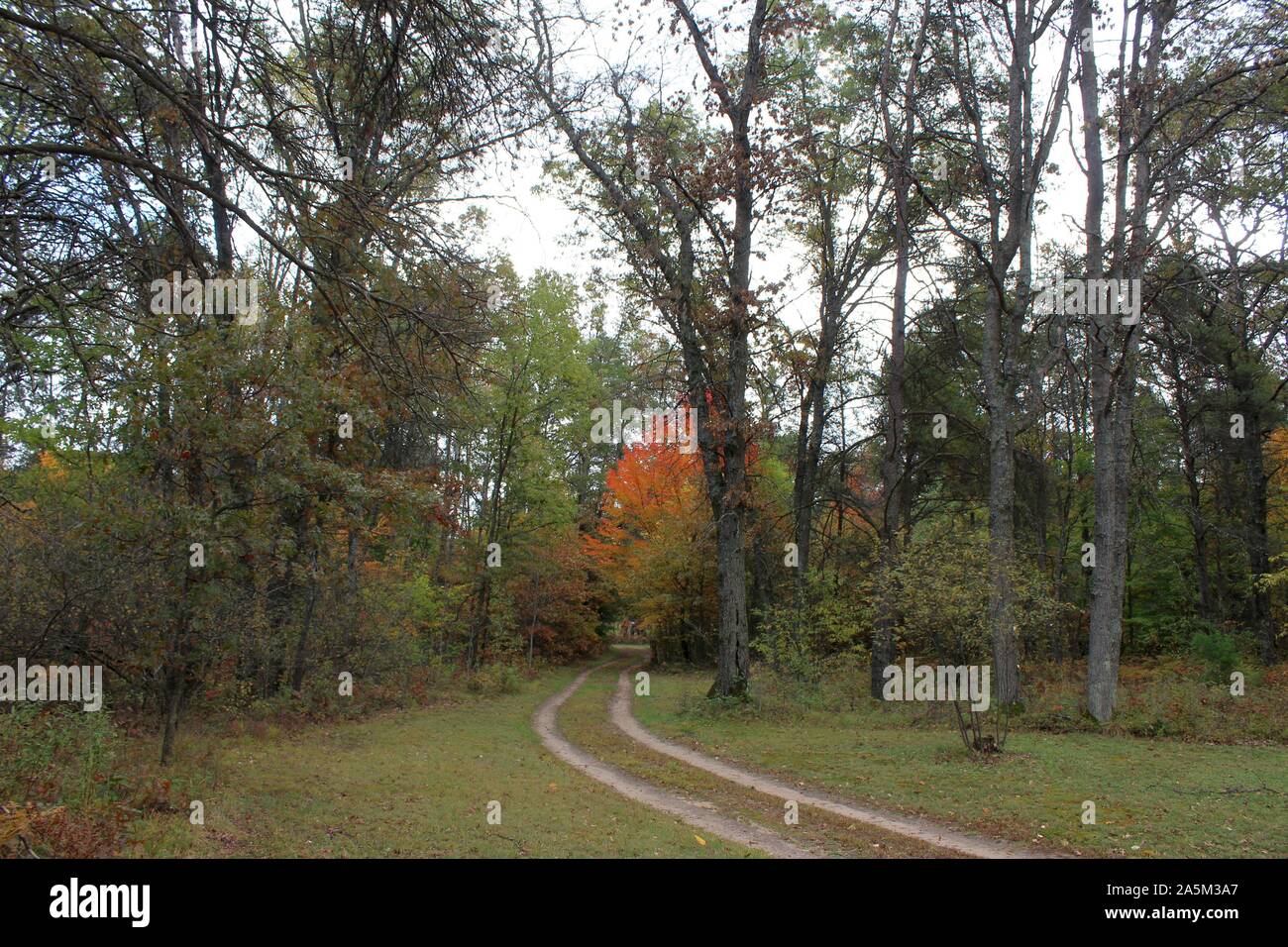 A Rustic Two Track Driveway Through The Woods Stock Photo - Alamy