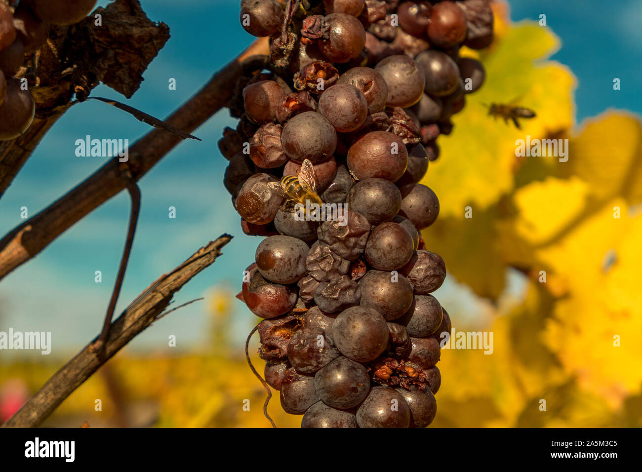 Dead vine yard hi-res stock photography and images - Alamy