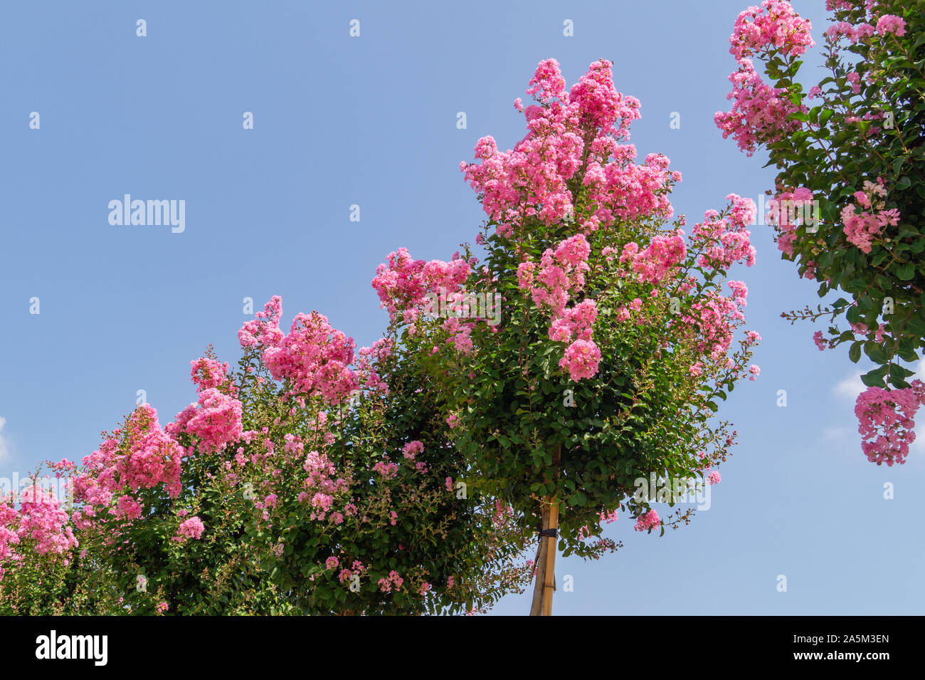 Rows of flowering seedlings of lagerstroemia in a nursery. Decorative ...