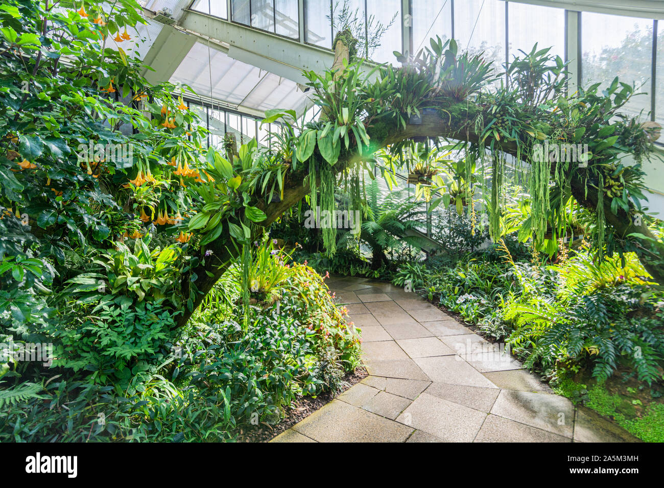 Green leaf plant conservatory hi-res stock photography and images - Alamy