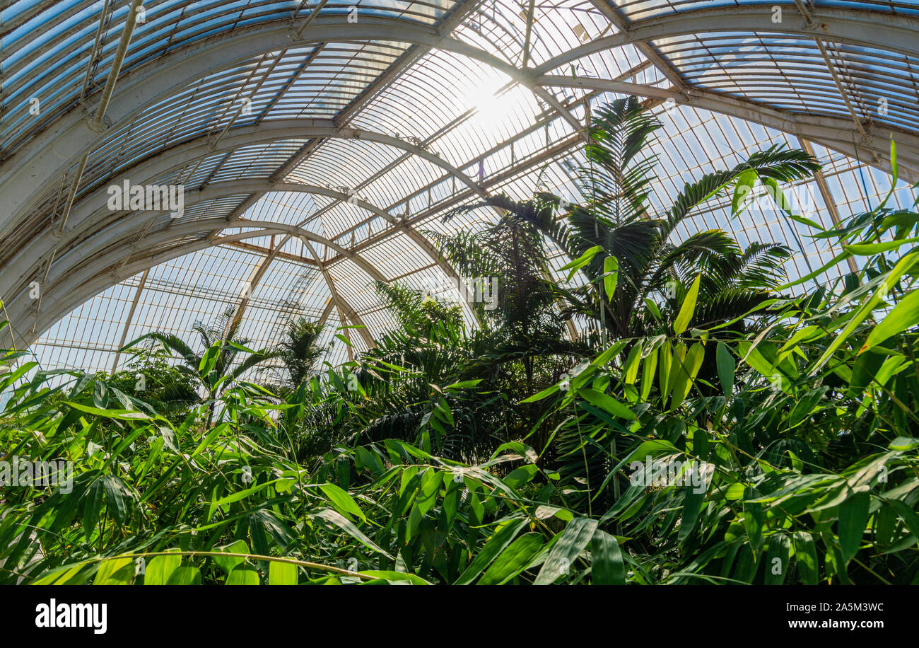 Green leaf plant conservatory hi-res stock photography and images - Alamy