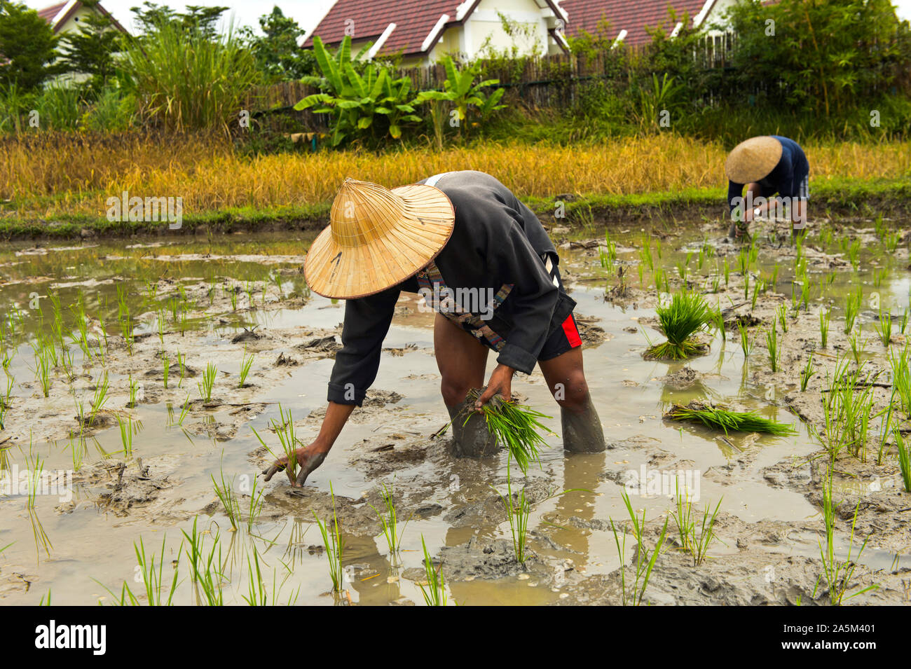 Rice Planting Stock Photos & Rice Planting Stock Images - Alamy