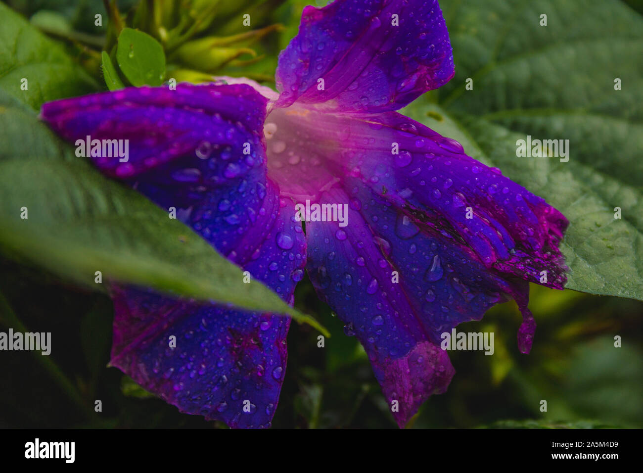 Purple flower of tea plant at Cha Gorreana tea plantation on the island ...