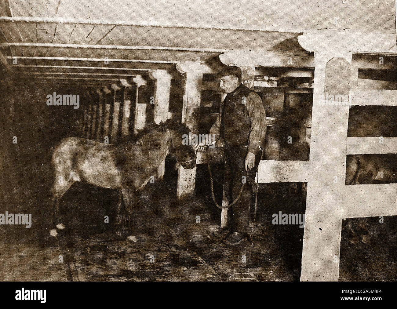Pit ponies protection society hi-res stock photography and images - Alamy