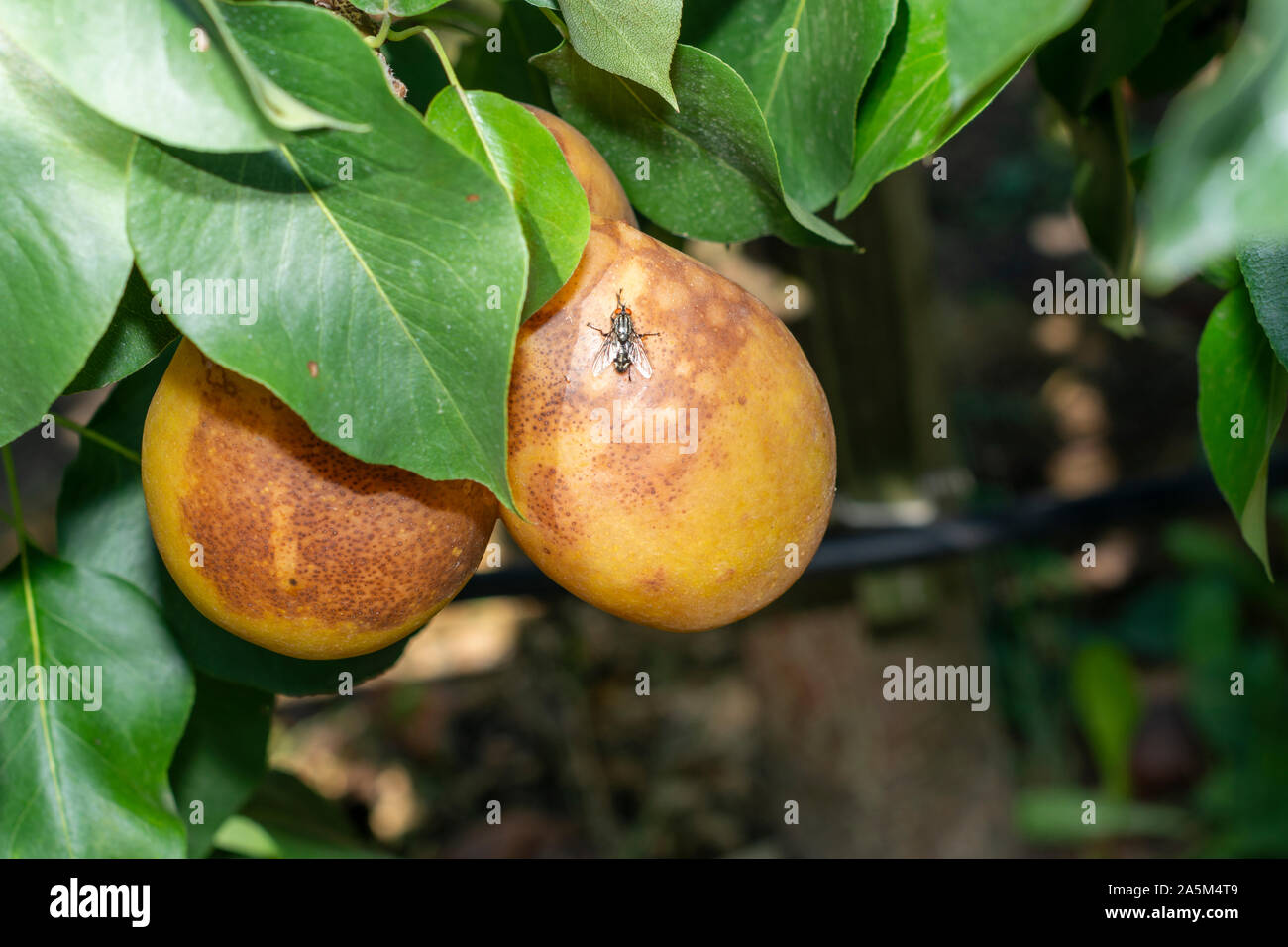 pear fruit on tree close-up with disease and rot. Garden Protection ...