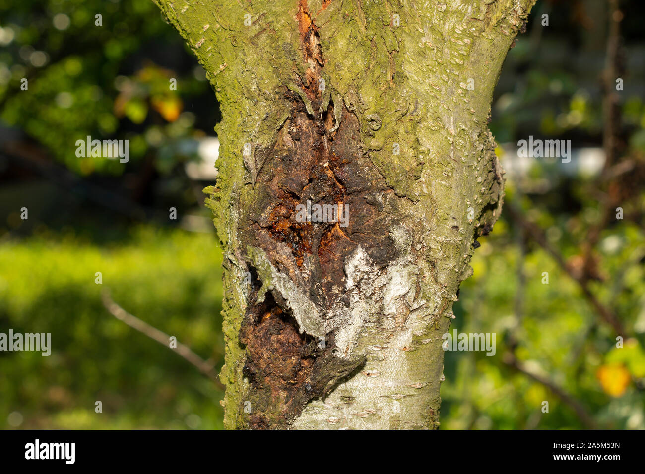 Sick fruits hi-res stock photography and images - Alamy