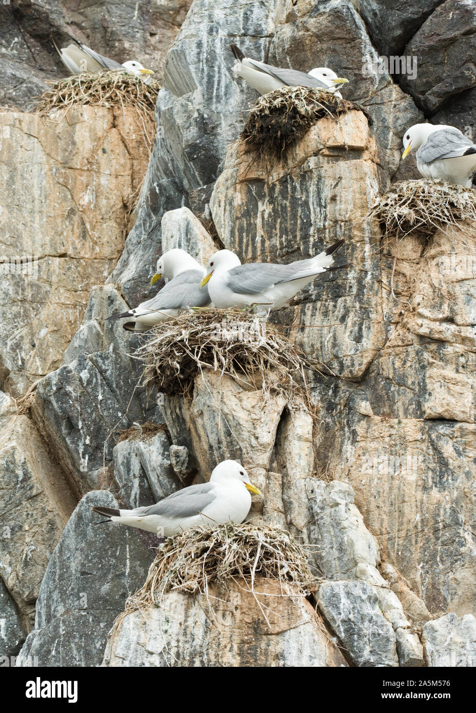 Kittiwakes (Larus tridactyla) nesting on thin cliff ledges. Farne ...