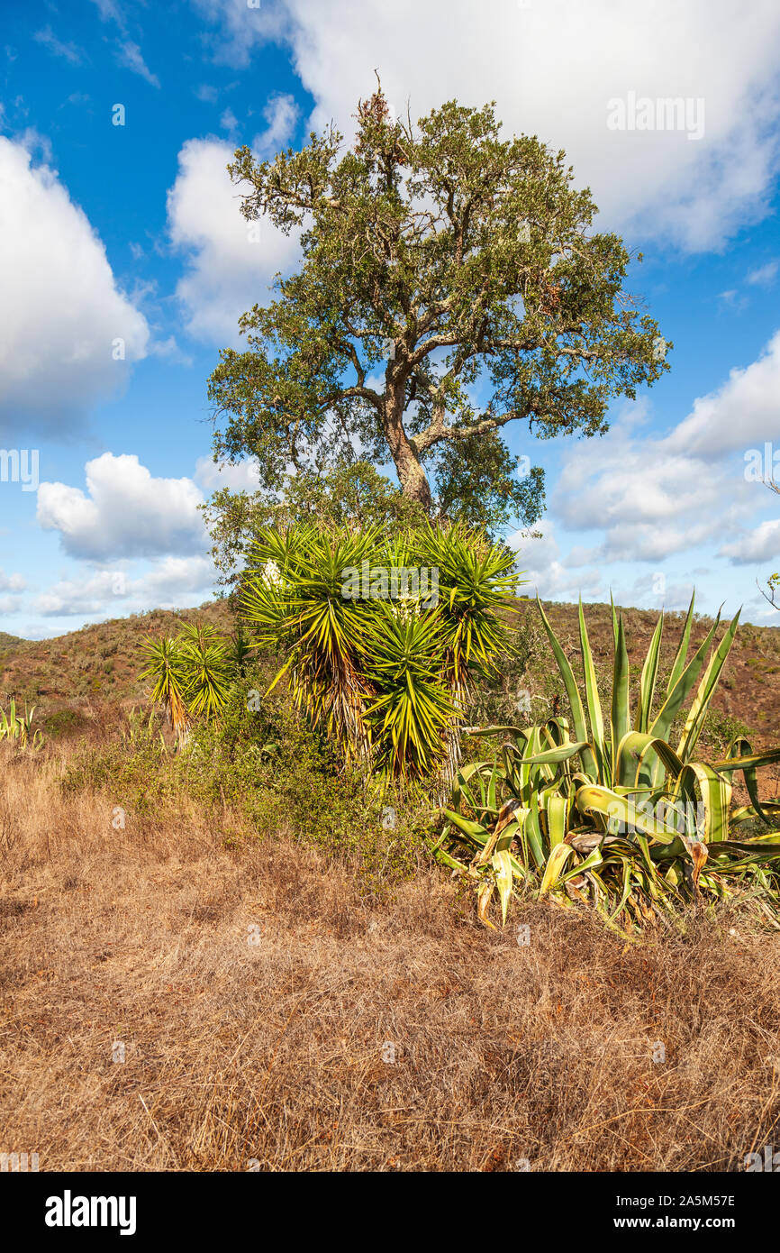 tree yucca and agave on hillside Stock Photo - Alamy
