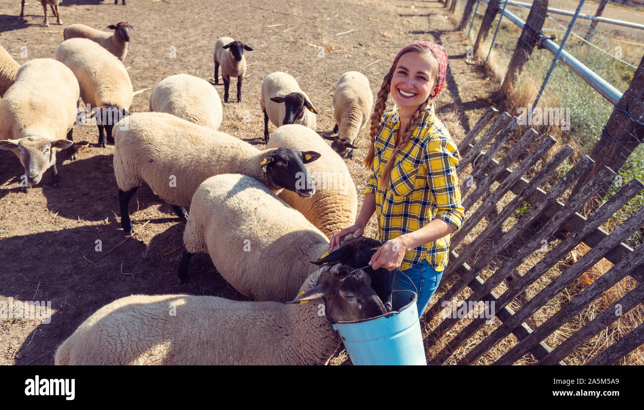 Sheep famer hi-res stock photography and images - Alamy