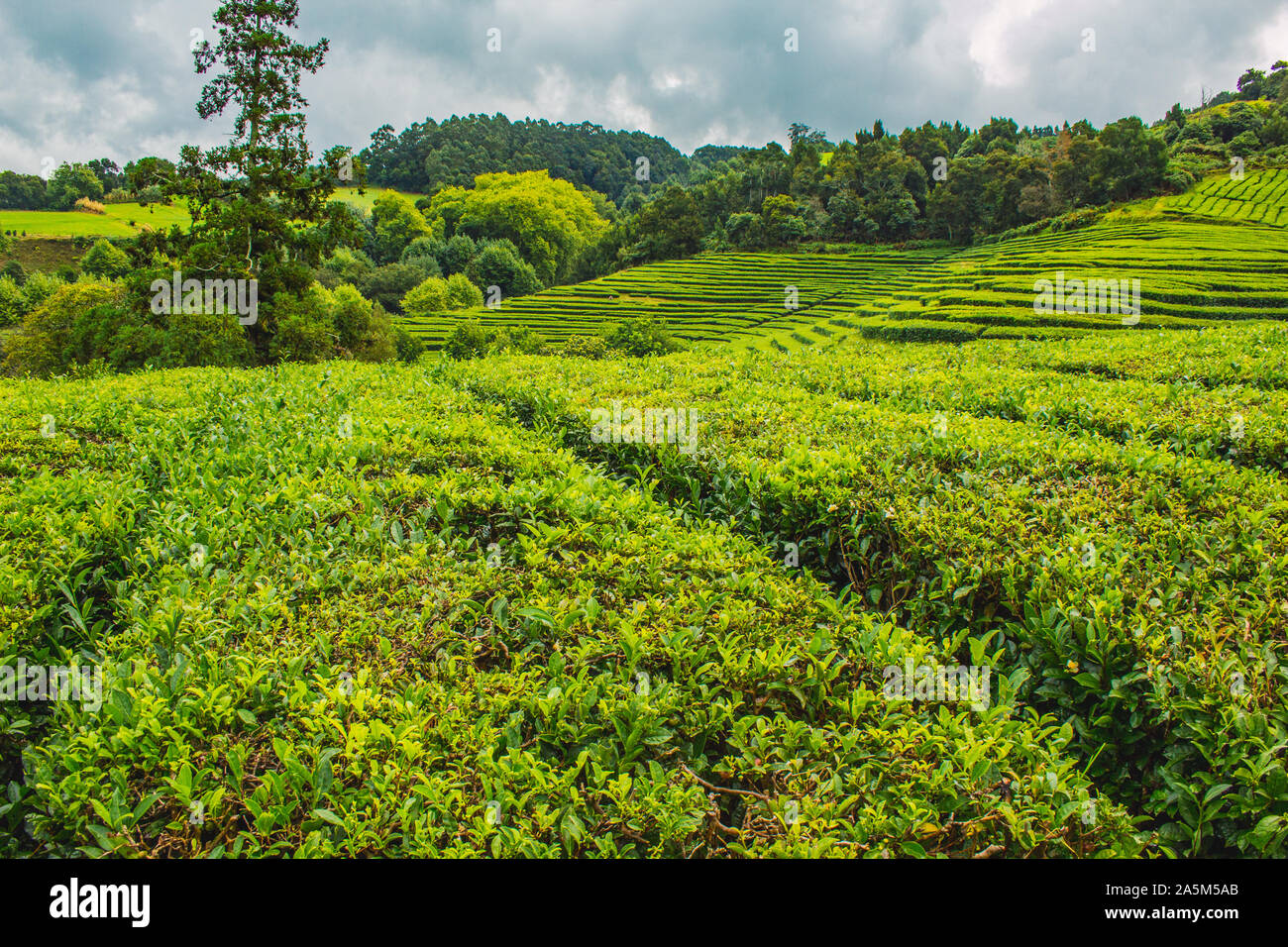 Tea plants gorreana azores portugal hi-res stock photography and images ...