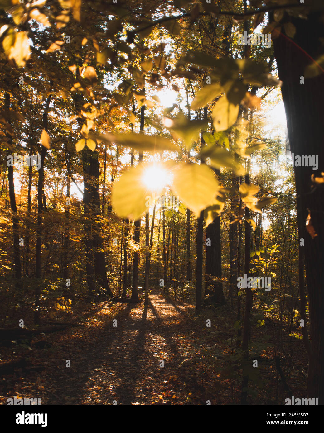 Fall color through the trees Stock Photo - Alamy