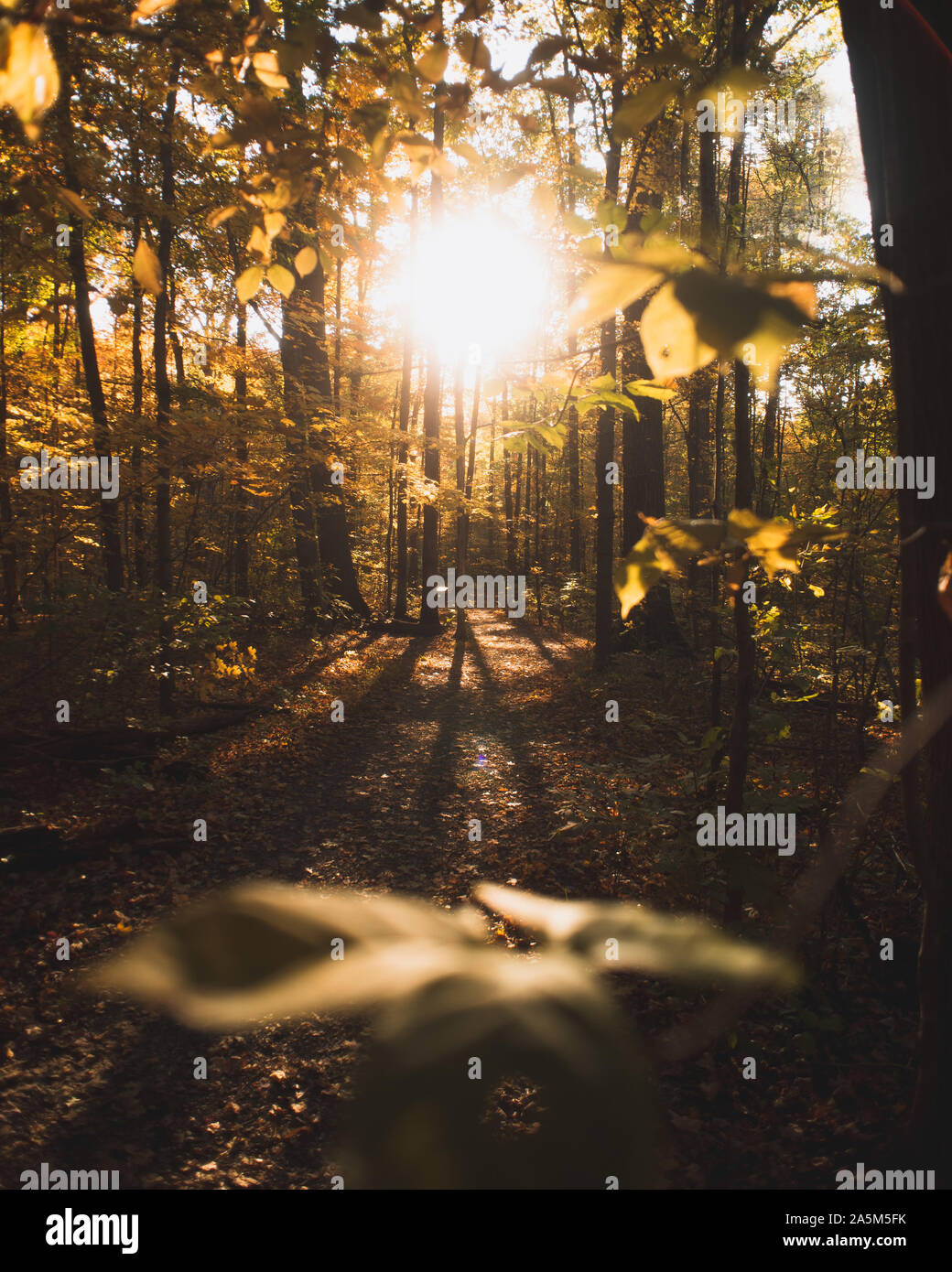 Fall color through the trees Stock Photo - Alamy
