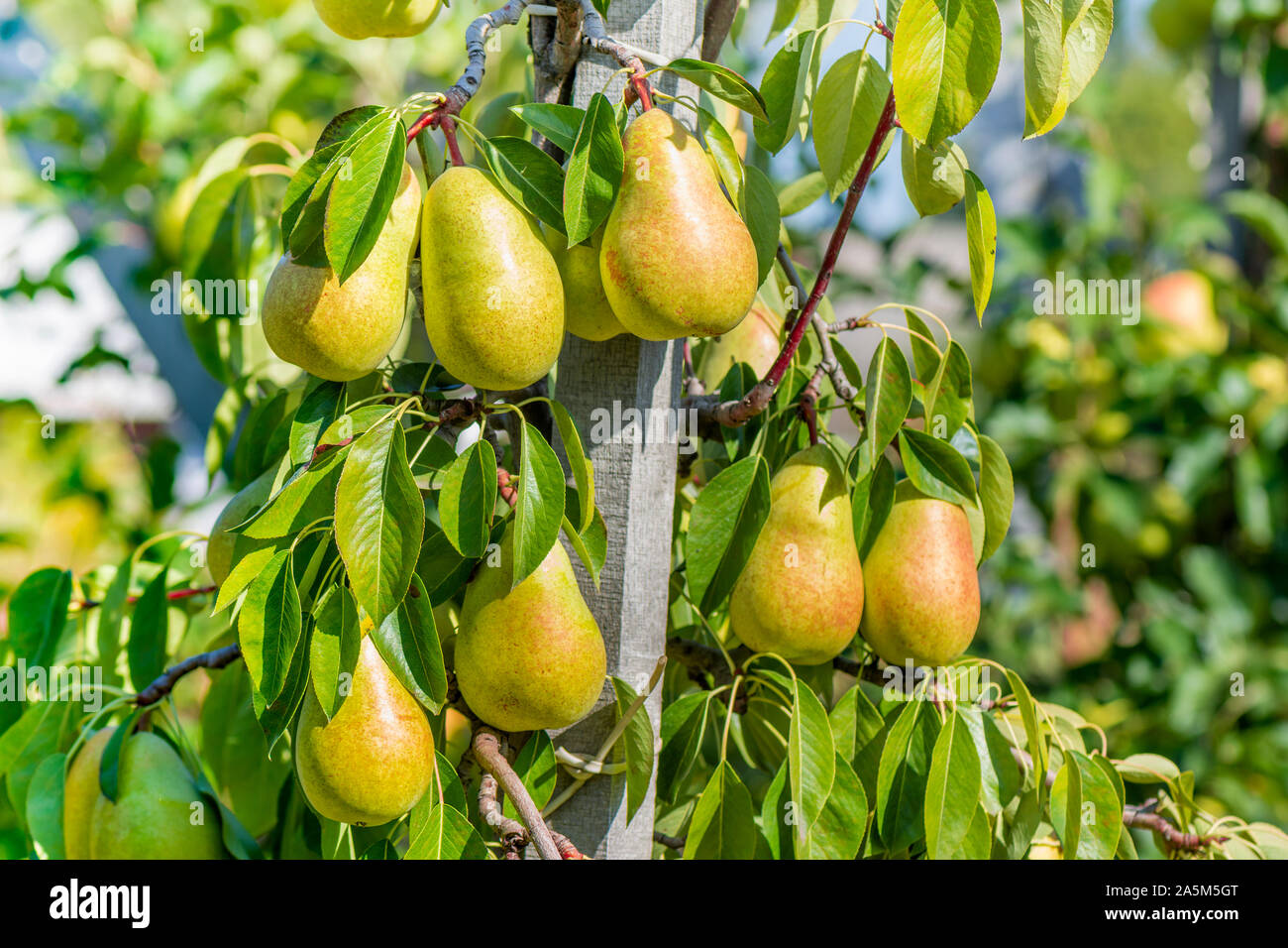 pear tree with ripe yellow fruits in fall in the sun. Industrial garden ...