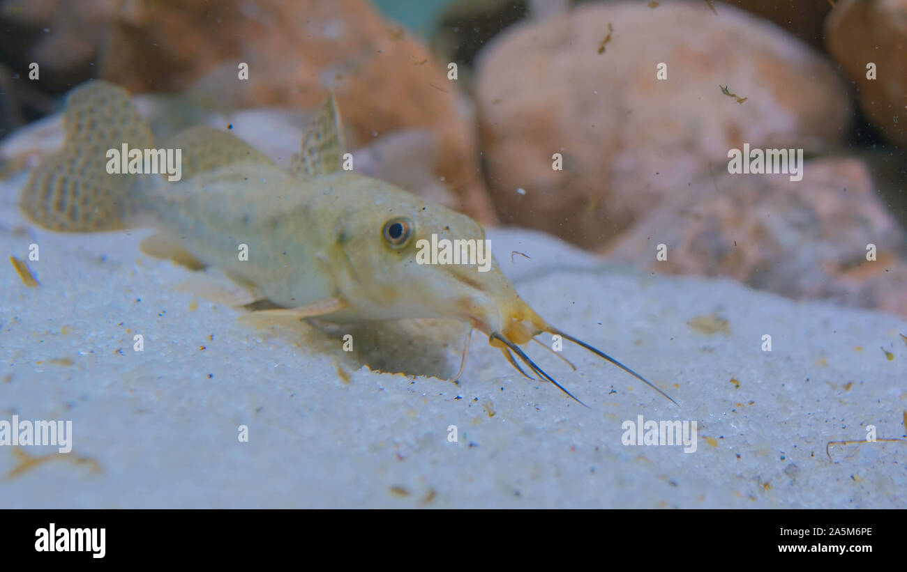 Silver catfish hi-res stock photography and images - Alamy