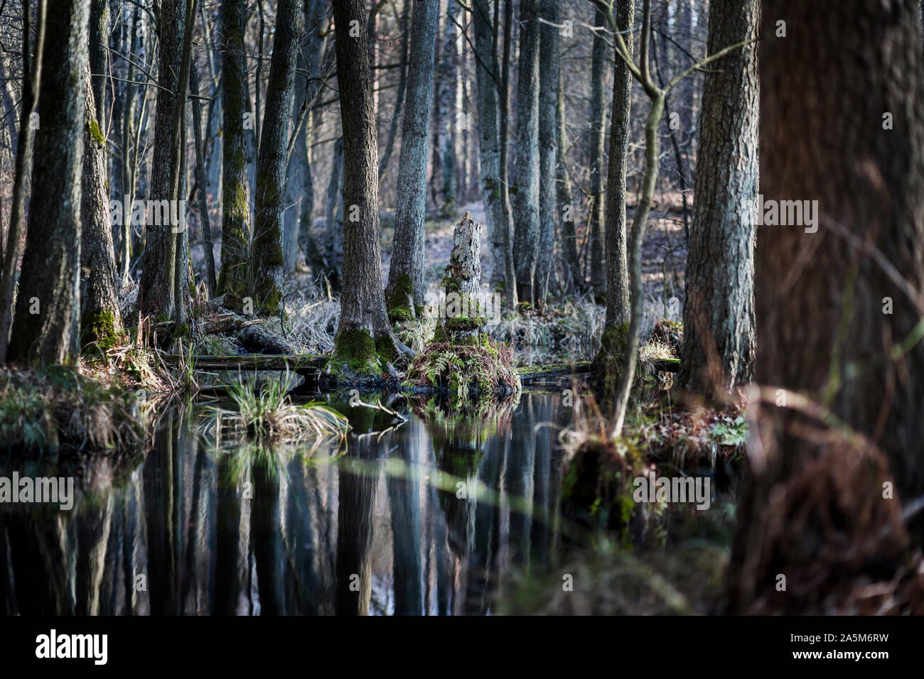 Swamp water hi-res stock photography and images - Alamy