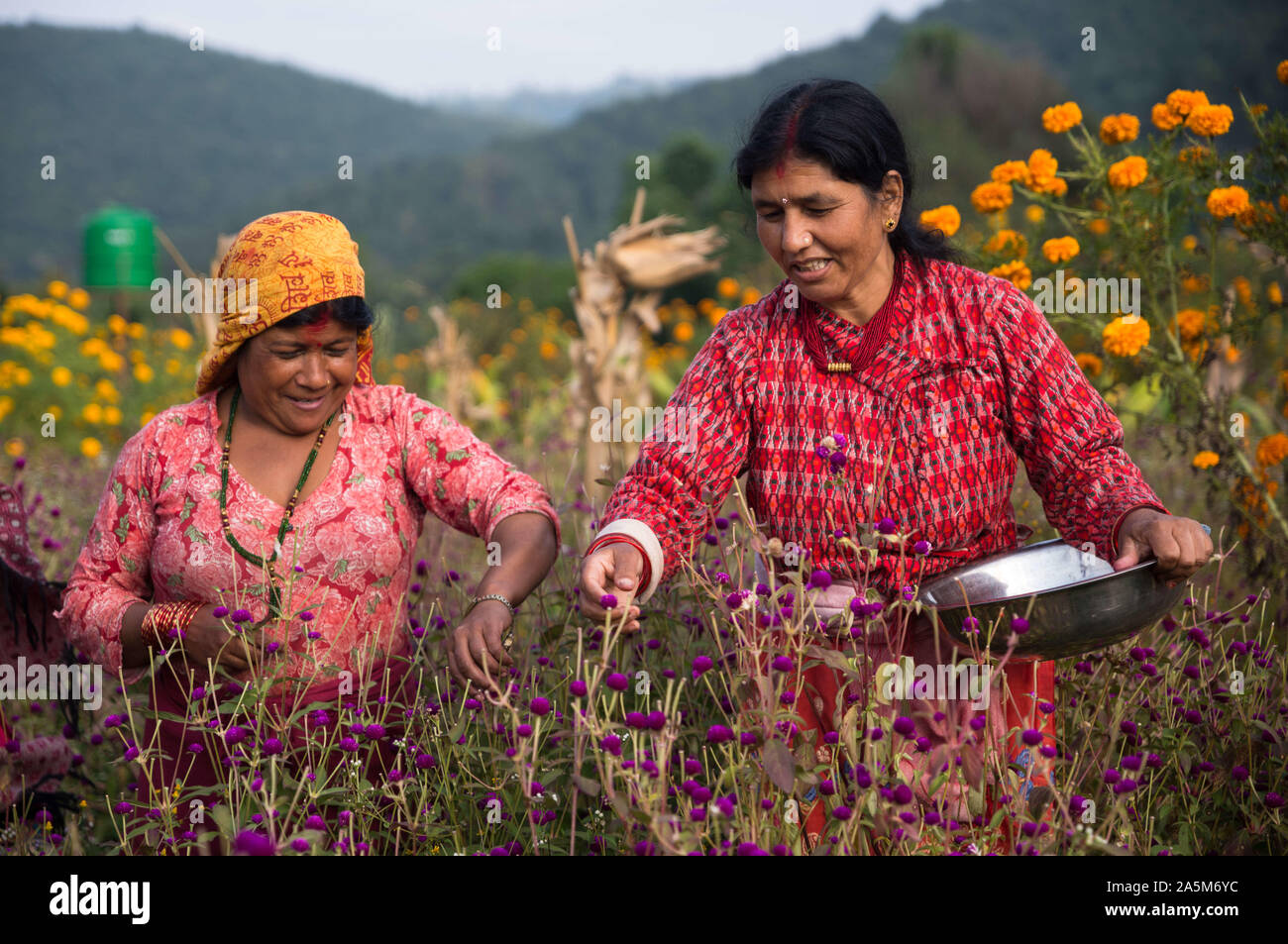 Upcoming tihar festival hi-res stock photography and images - Alamy