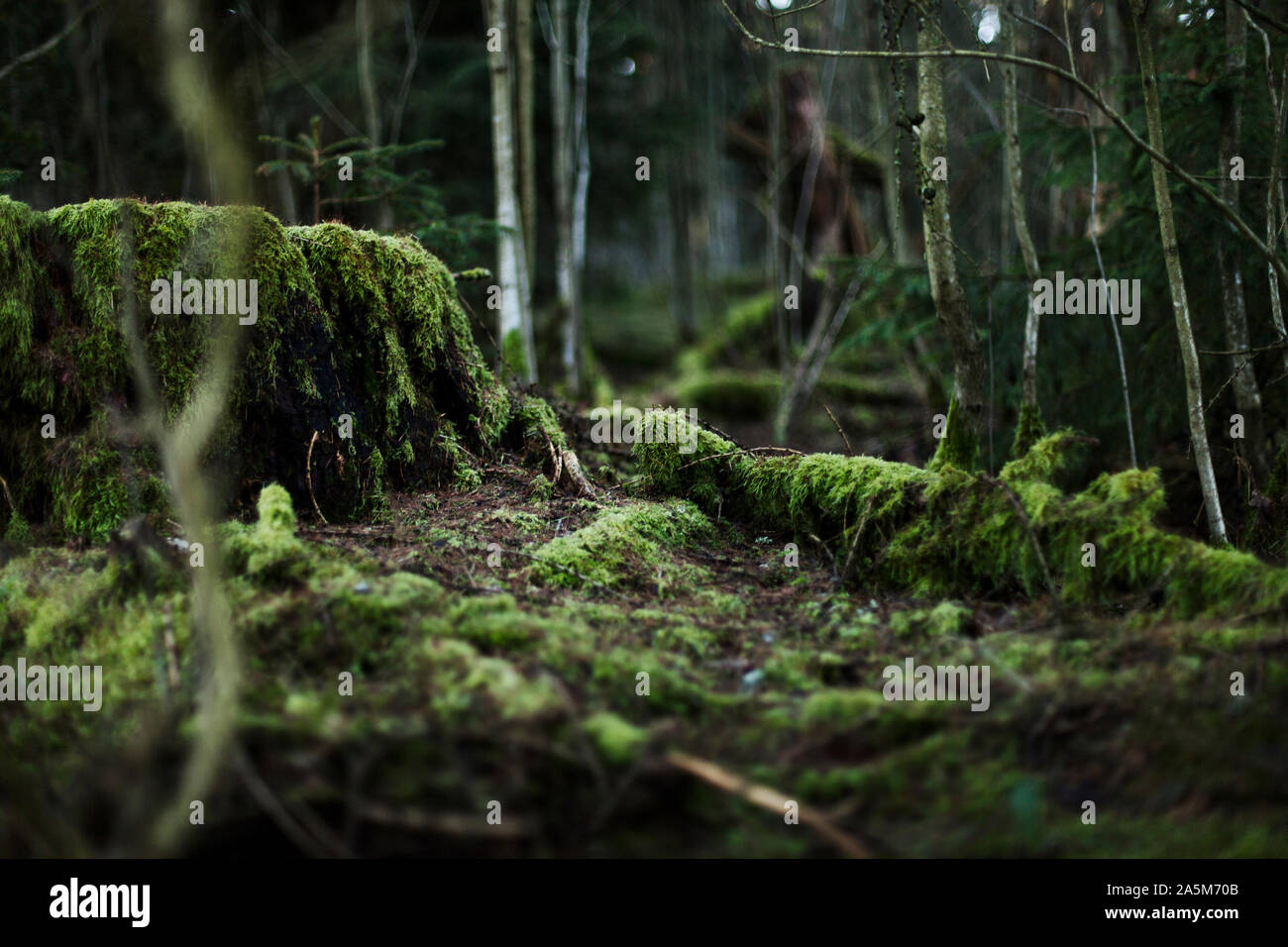 Overgrown tree trunk hi-res stock photography and images - Alamy