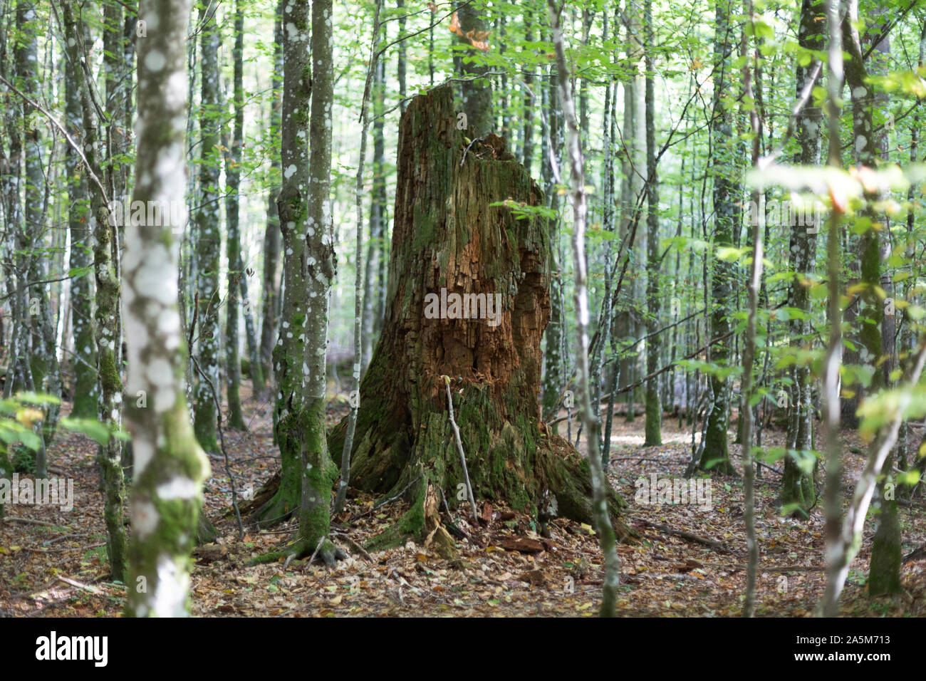 Rotting Tree Trunk in the Bavarian Woods Stock Photo - Alamy