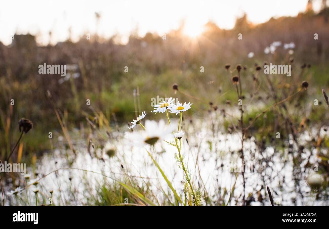 wild daisies and spider webs in the sunlight at sunset Stock Photo - Alamy
