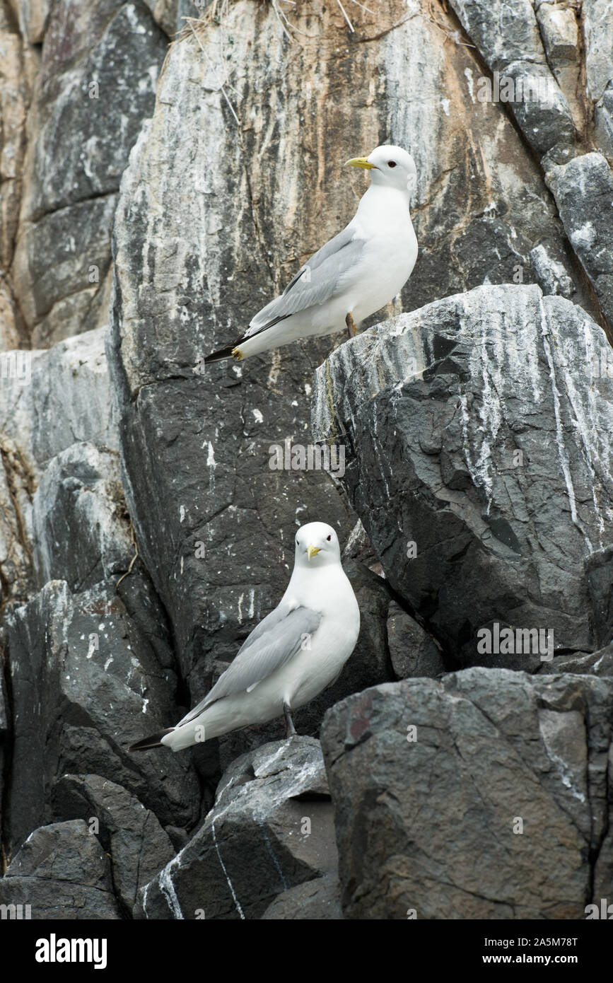 Kittiwakes (Larus tridactyla) nesting on thin cliff ledges. Farne ...