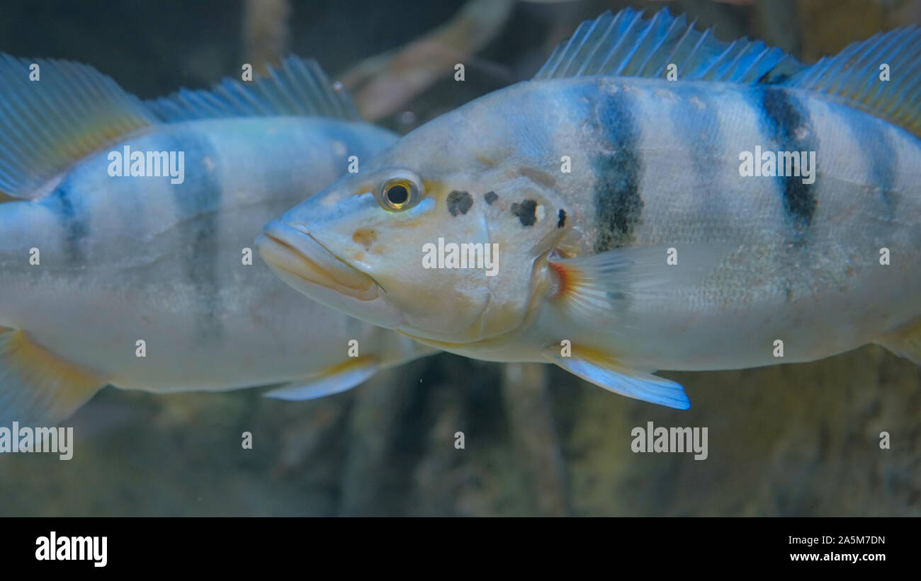 Silver sharks hi-res stock photography and images - Alamy