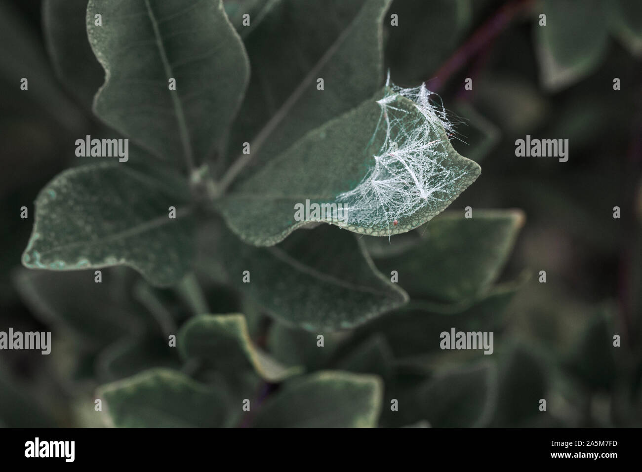 Succulent with dewdrops on spiders web Stock Photo - Alamy