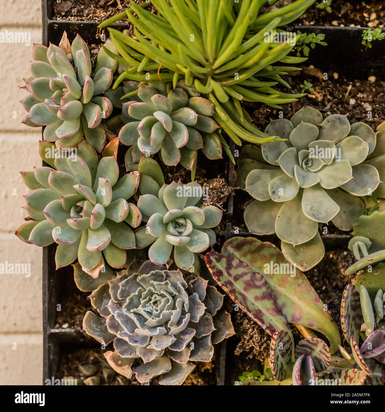 Mexican succulents hi-res stock photography and images - Alamy