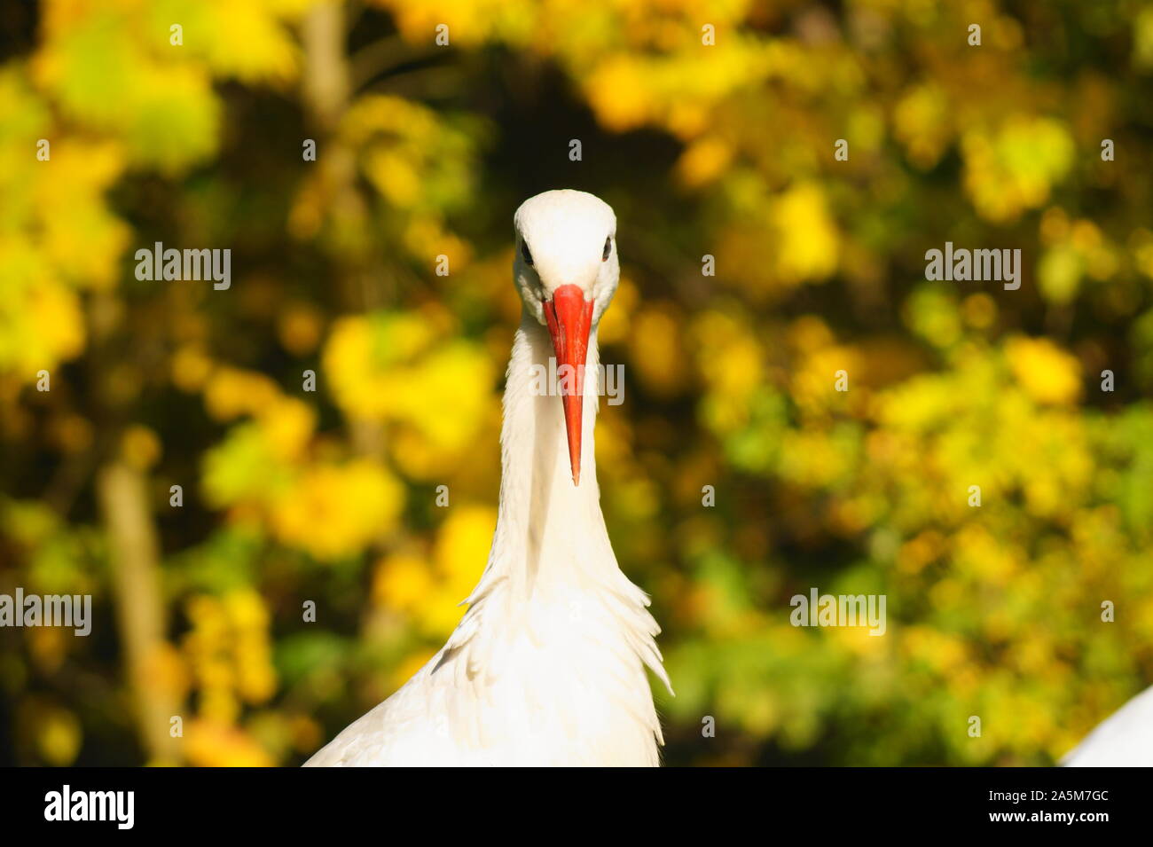 A beautiful stork with long legs and a long beak Stock Photo - Alamy