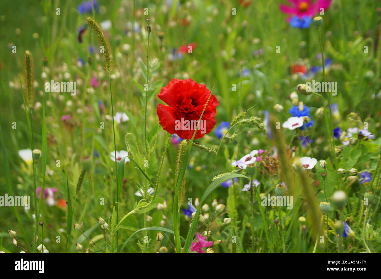 Congratulations with flower hi-res stock photography and images - Alamy