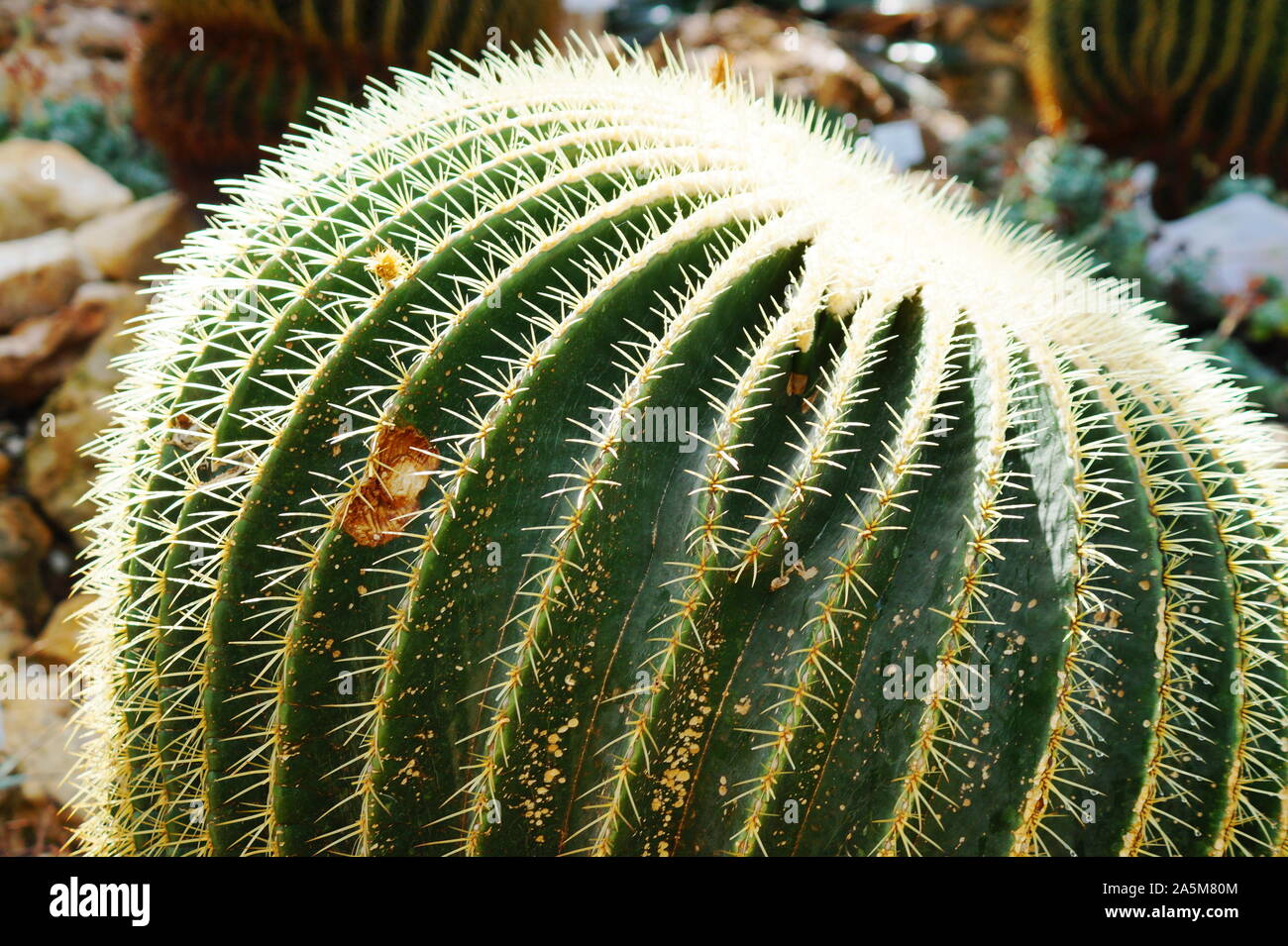 A beautiful big cactus with many thorns Stock Photo - Alamy