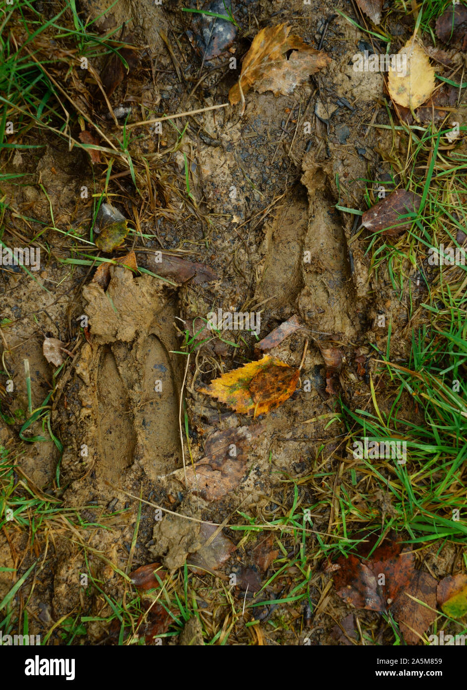 Tracks of deer hi-res stock photography and images - Alamy