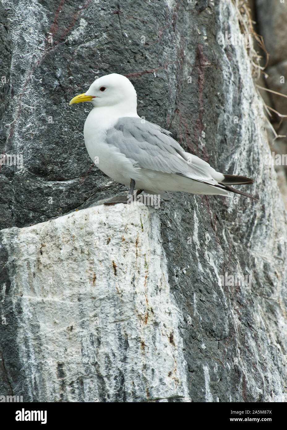 Kittiwake (Larus tridactyla) nesting on thin cliff ledges. Farne ...