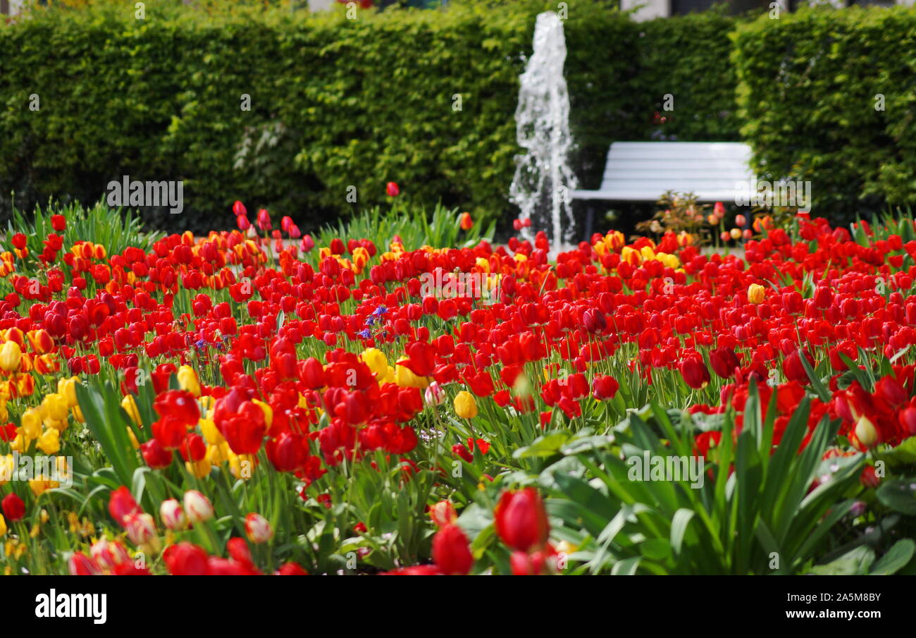 Beautiful colorful tulip in nature Stock Photo - Alamy