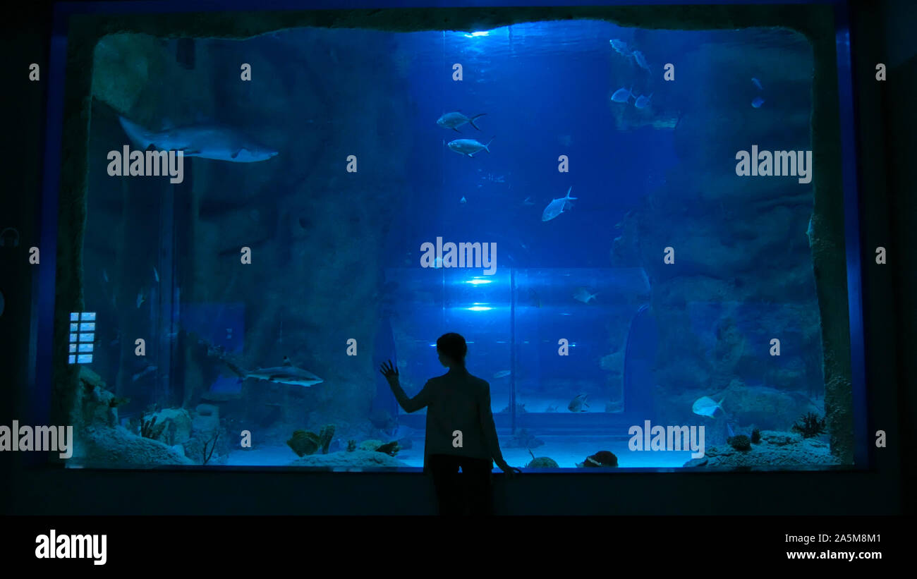 Visitor watching fish hi-res stock photography and images - Alamy