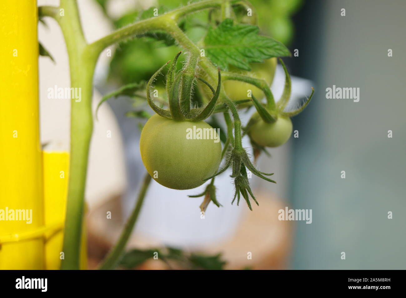 Tomatoe harvest hi-res stock photography and images - Alamy