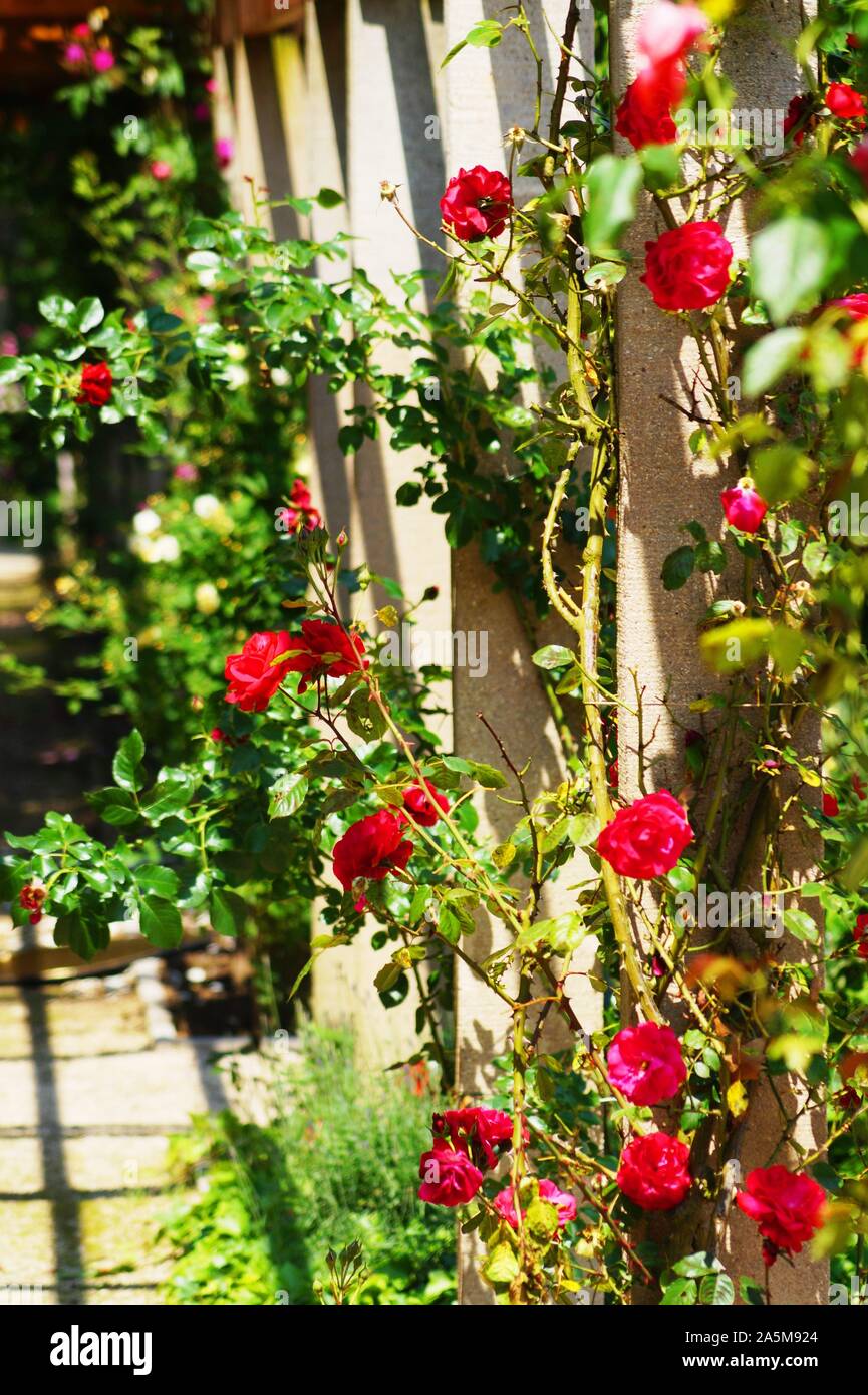Beautiful colorful red roses tendril in nature Stock Photo - Alamy
