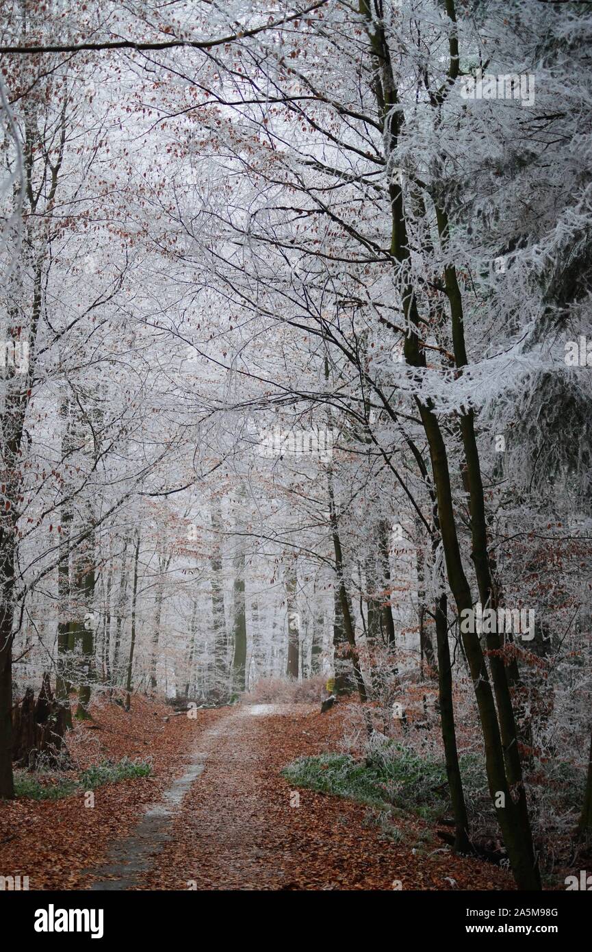 Winter impressions in forest with iced trees and snow in Wiesbaden city ...